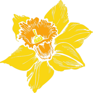 Daffodil Cardiff